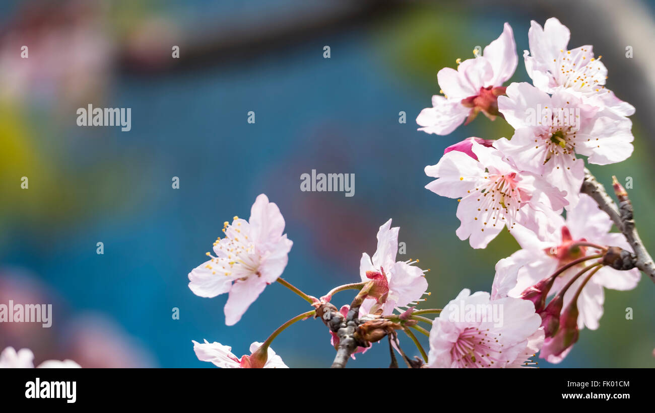 The Sakura. Cherry Blossom in Taiwan. Beautiful Pink Flowers Stock ...