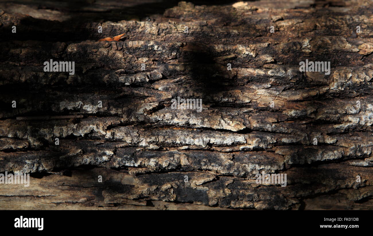 Texture mapping hi-res stock photography and images - Alamy