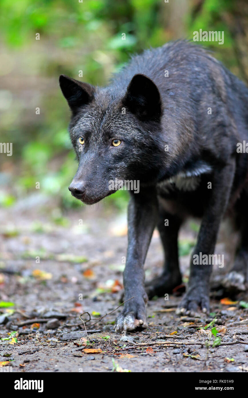Adult gray wolf hi-res stock photography and images - Alamy