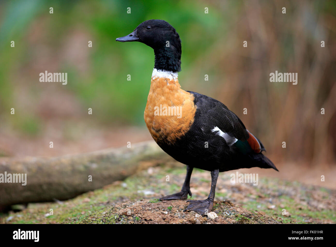 Australian shelduck hi-res stock photography and images - Alamy