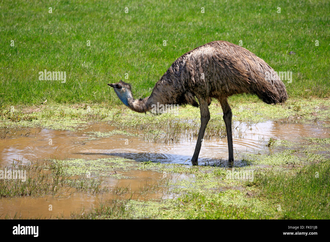 Adult emu hi-res stock photography and images - Alamy