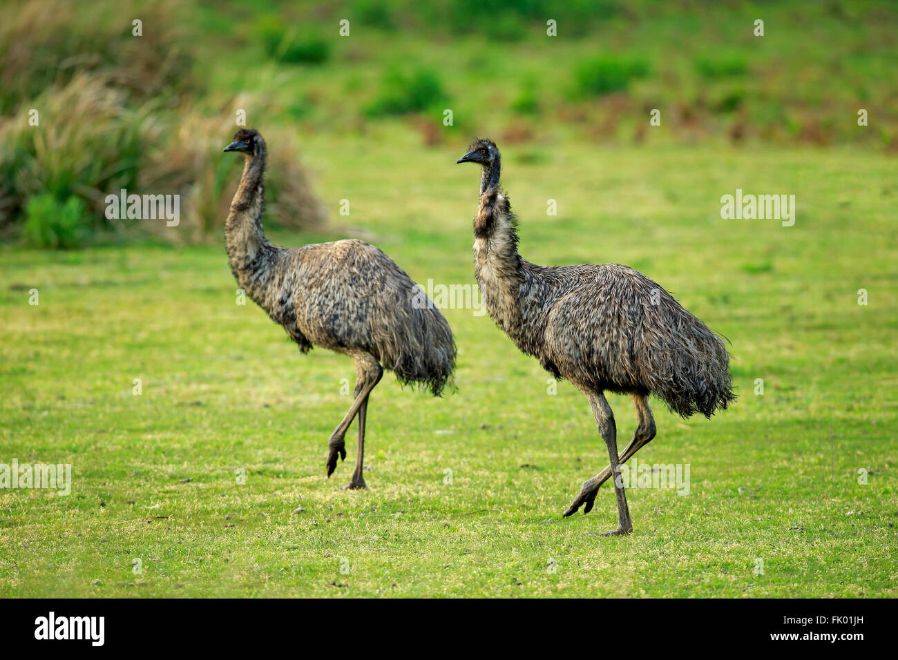 Emu, two subadults walking, Wilson Promontory Nationalpark, Victoria ...