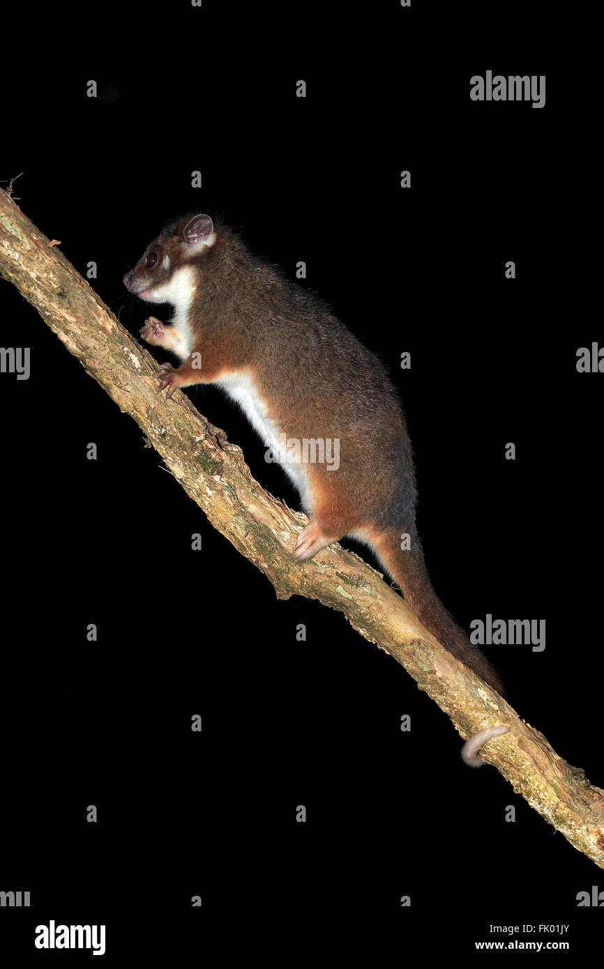 Ringtail possum hi-res stock photography and images - Alamy
