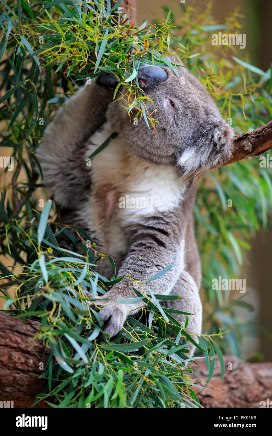 Koala hi-res stock photography and images - Alamy
