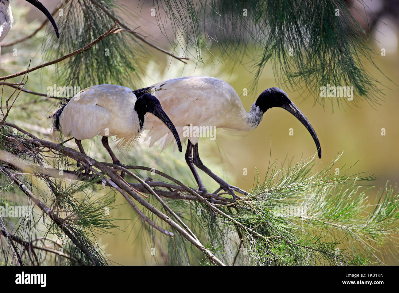 Australian White Ibis, adult couple on tree, New South Wales, Australia ...