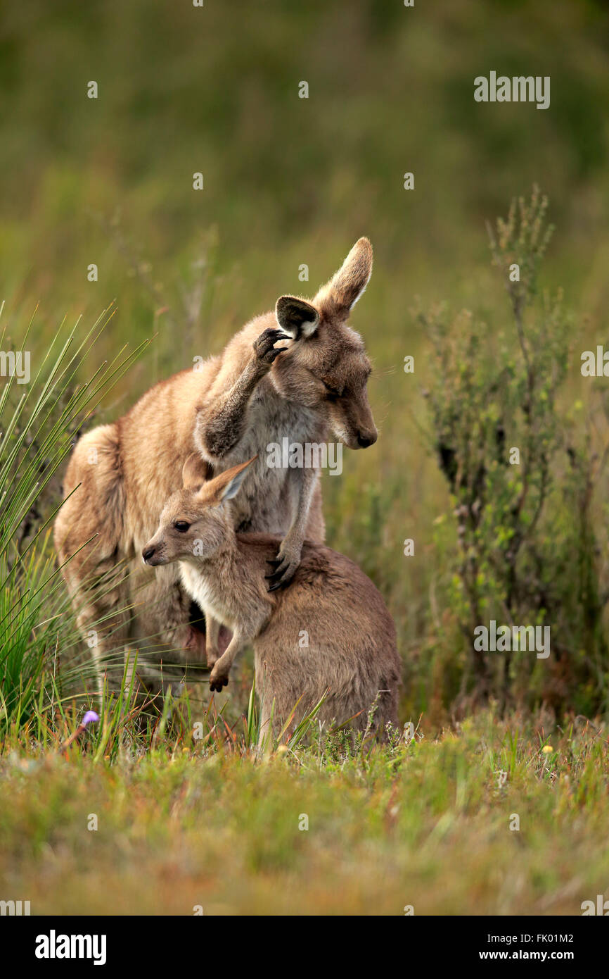 Eastern Grey Kangaroo, female with young, Wilson Promontory ...
