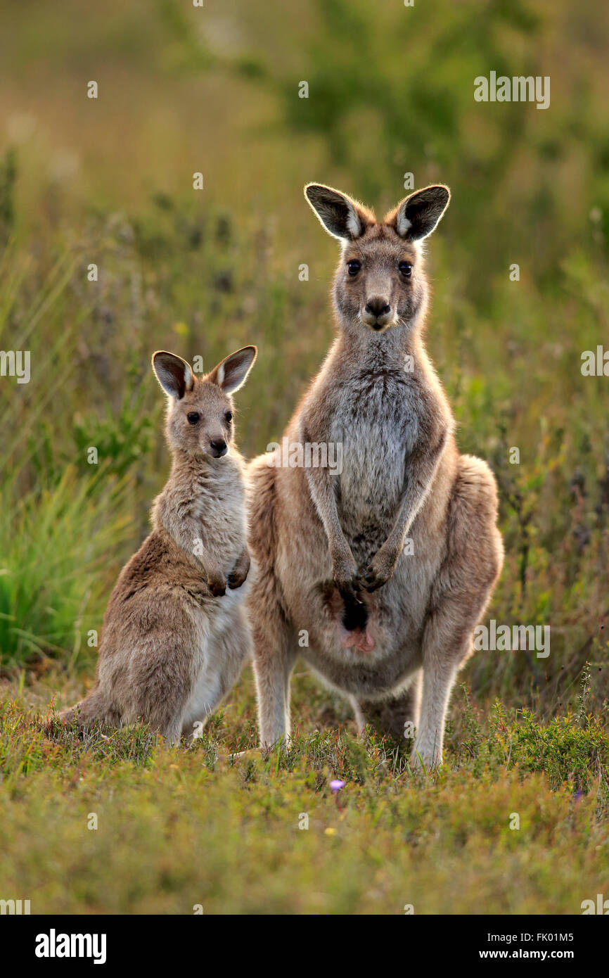 Eastern Grey Kangaroo, female with young, Wilson Promontory ...