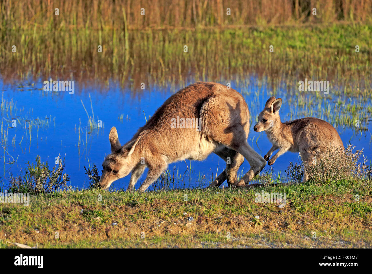 Eastern Grey Kangaroo, female with young, Wilson Promontory ...