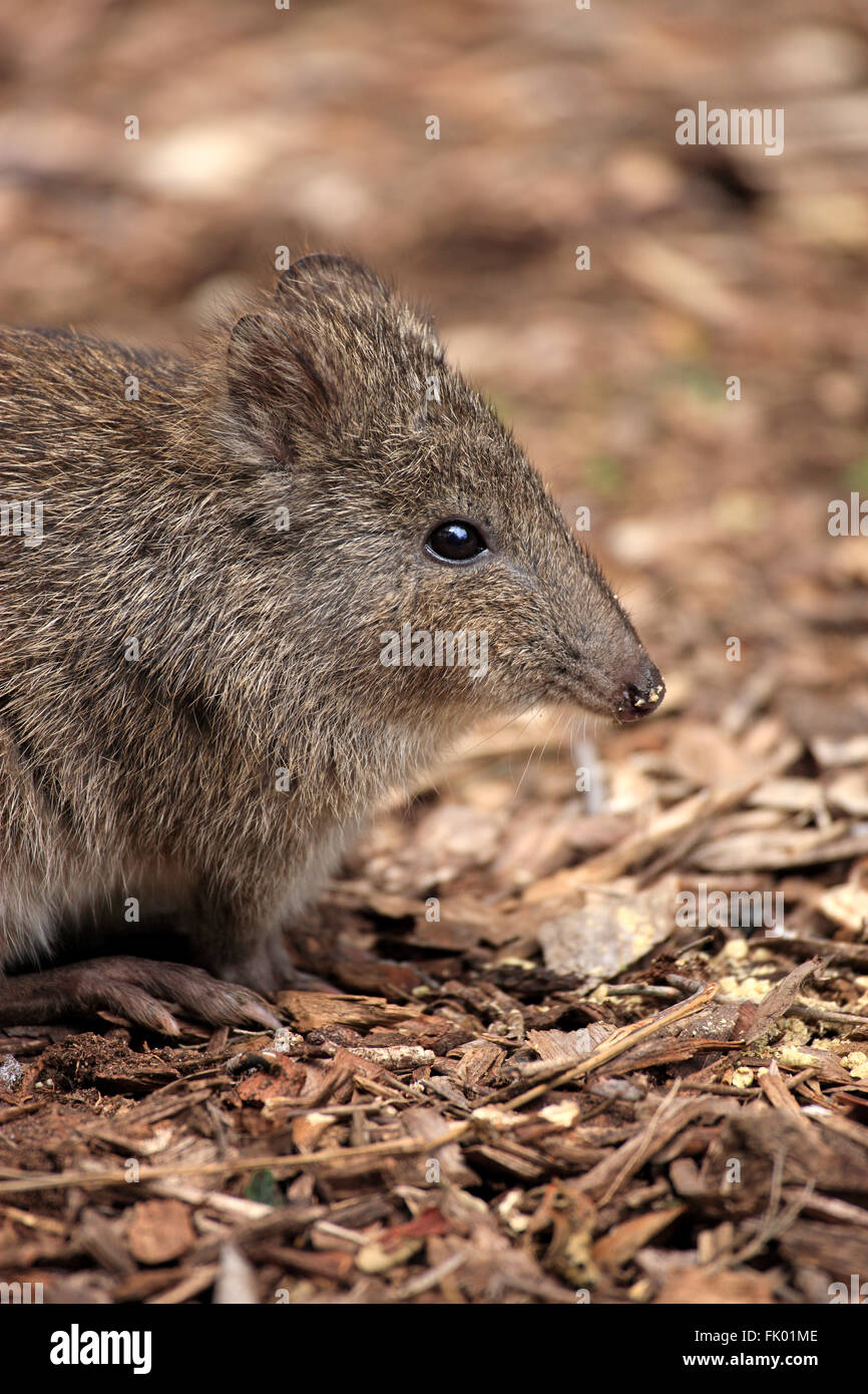 Long nosed Potoroo, adult portrait, South Australia, Australia ...