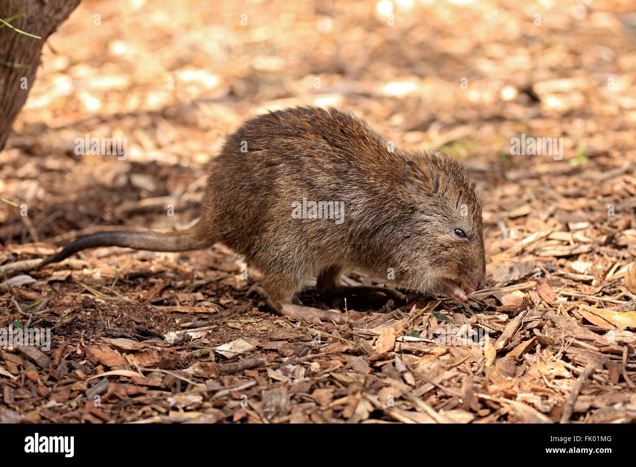 Long nosed Potoroo, adult foraging, South Australia, Australia ...