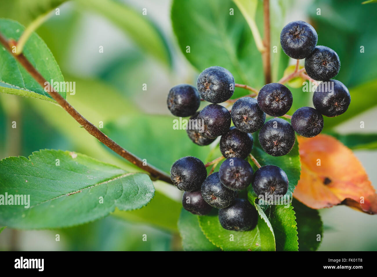 Black Chokeberry (Aronia melanocarpa) in autumn garden growing Stock ...