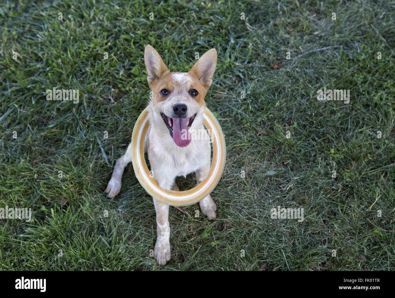 Ring around the neck hi-res stock photography and images - Alamy