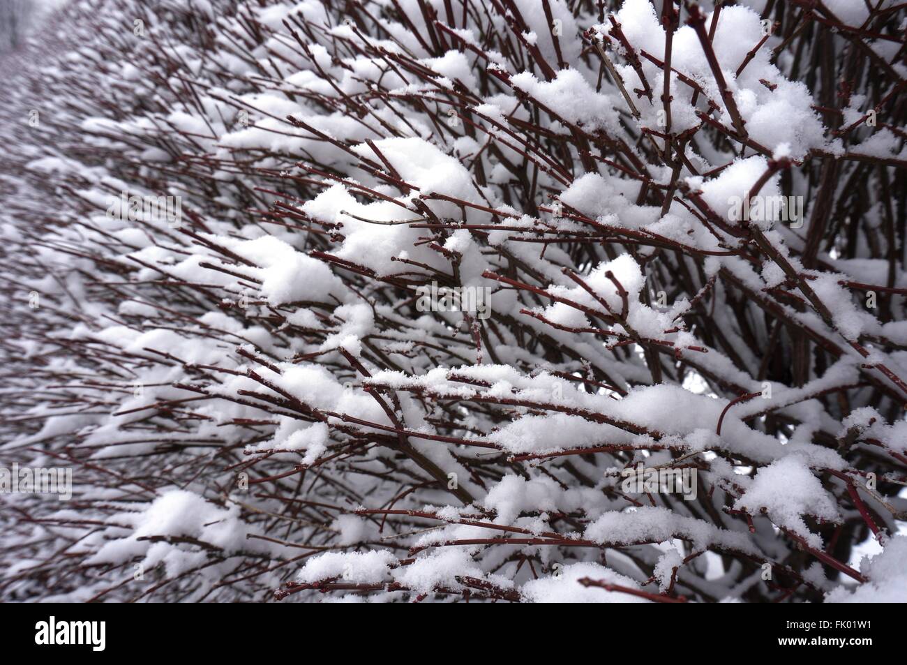 Snowfall on branches during a winter storm Stock Photo - Alamy