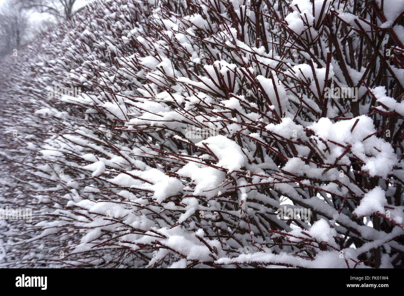 Snowfall on branches during a winter storm Stock Photo - Alamy