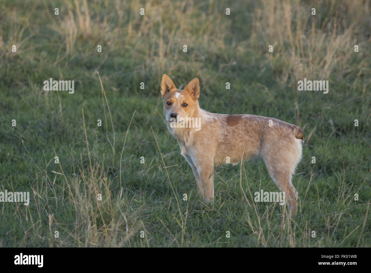 Australian cattle dog herding hi-res stock photography and images - Alamy