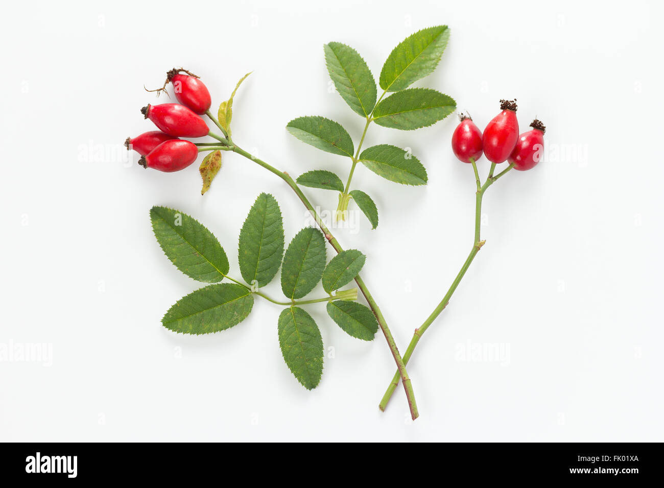 Rose hips with leaves Stock Photo - Alamy