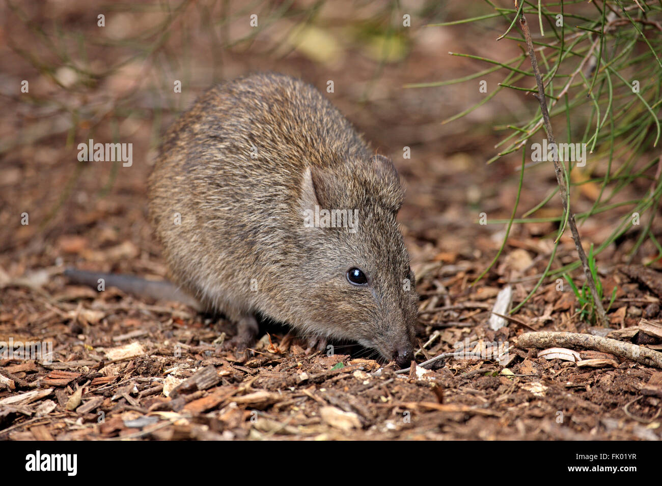 Rat kangaroo australia hi-res stock photography and images - Alamy