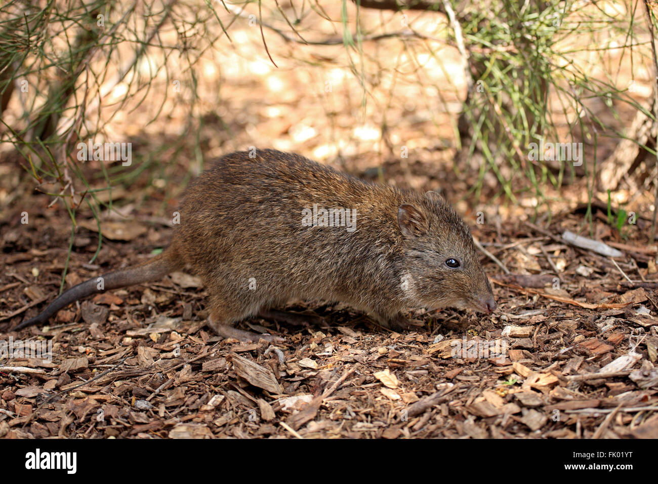 Long nosed Potoroo, adult foraging, South Australia, Australia ...