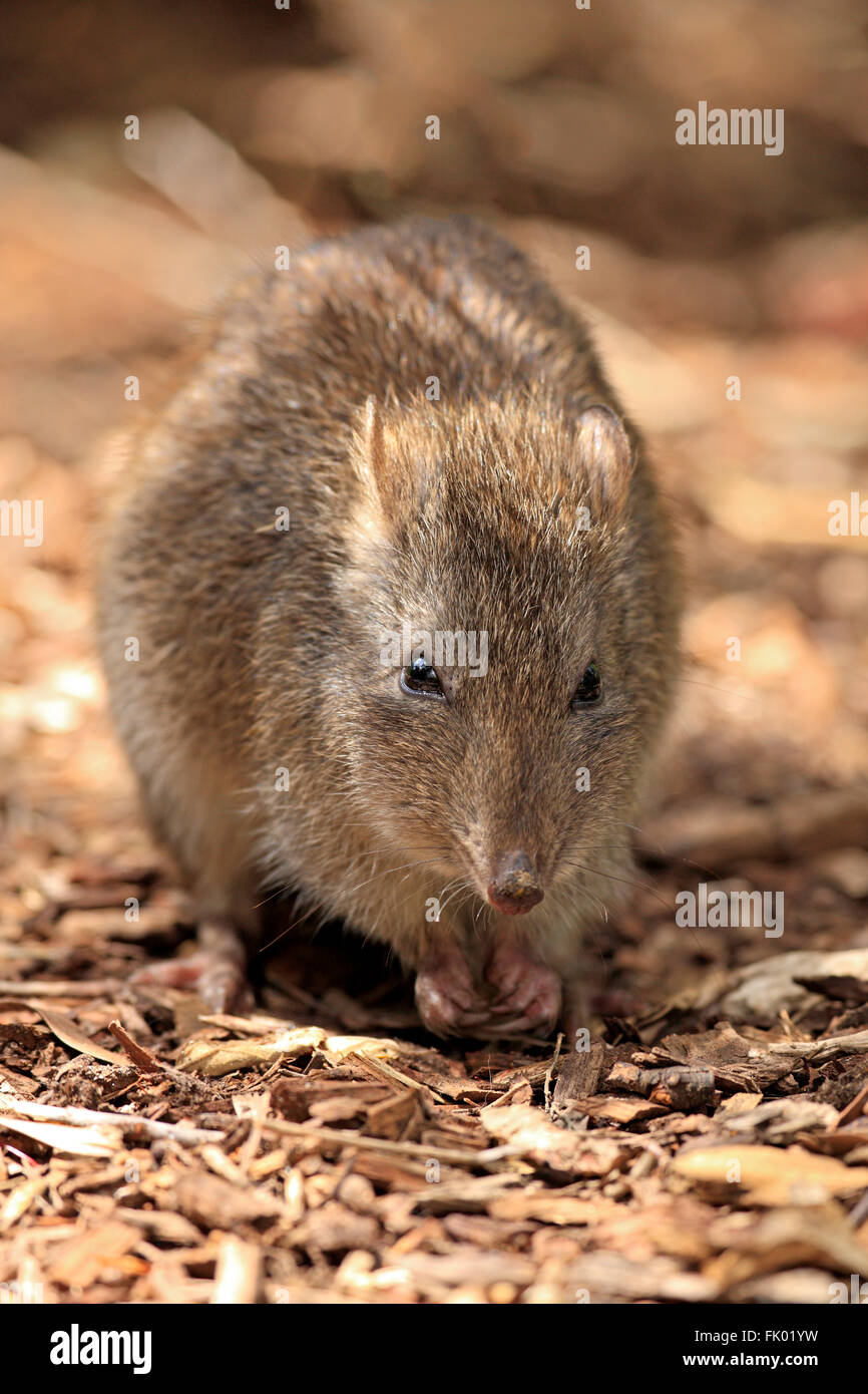 Long nosed potoroos potorous tridactylus hi-res stock photography and ...