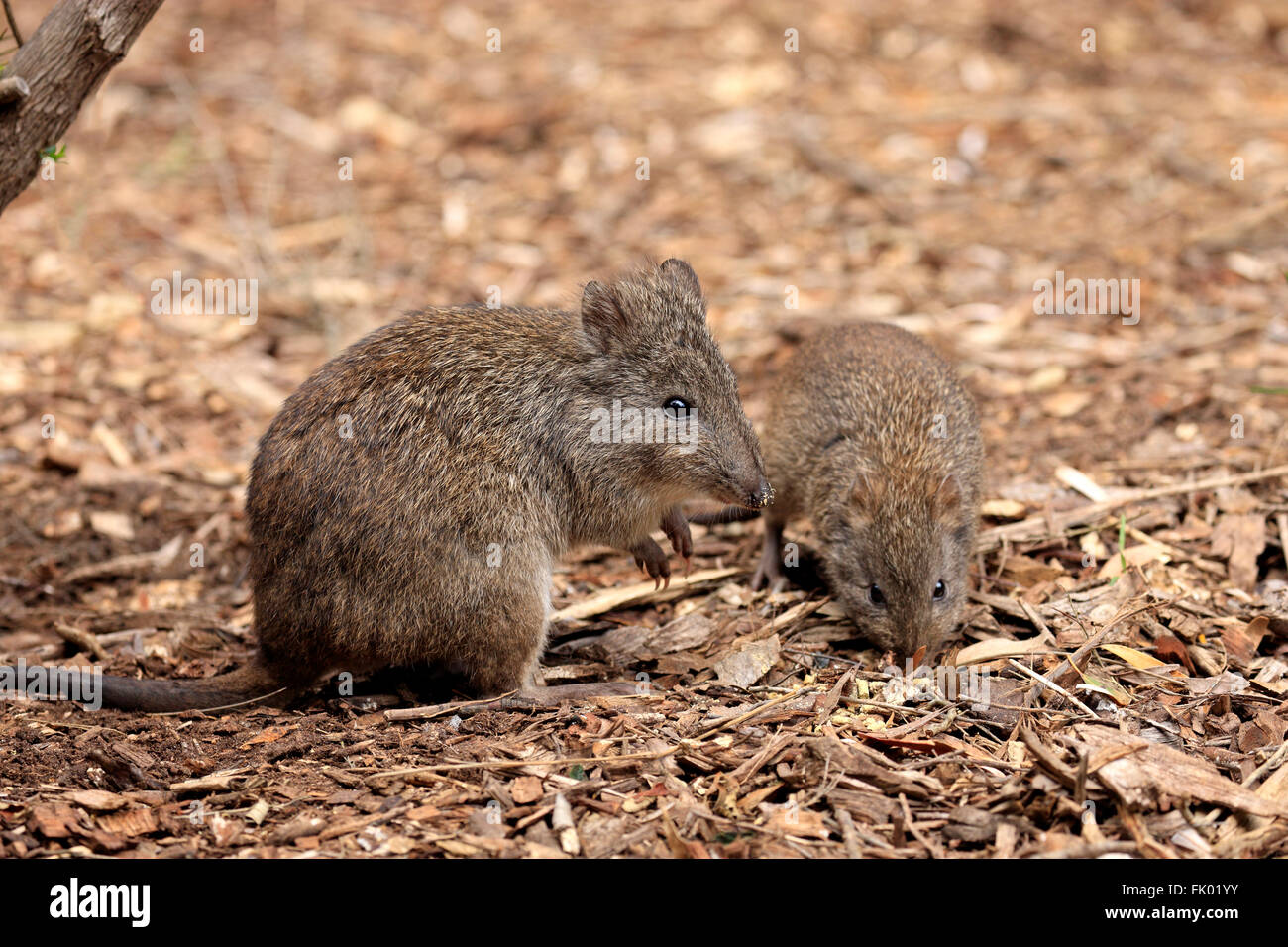 Long nosed Potoroo, adult female with young searching for food, South ...