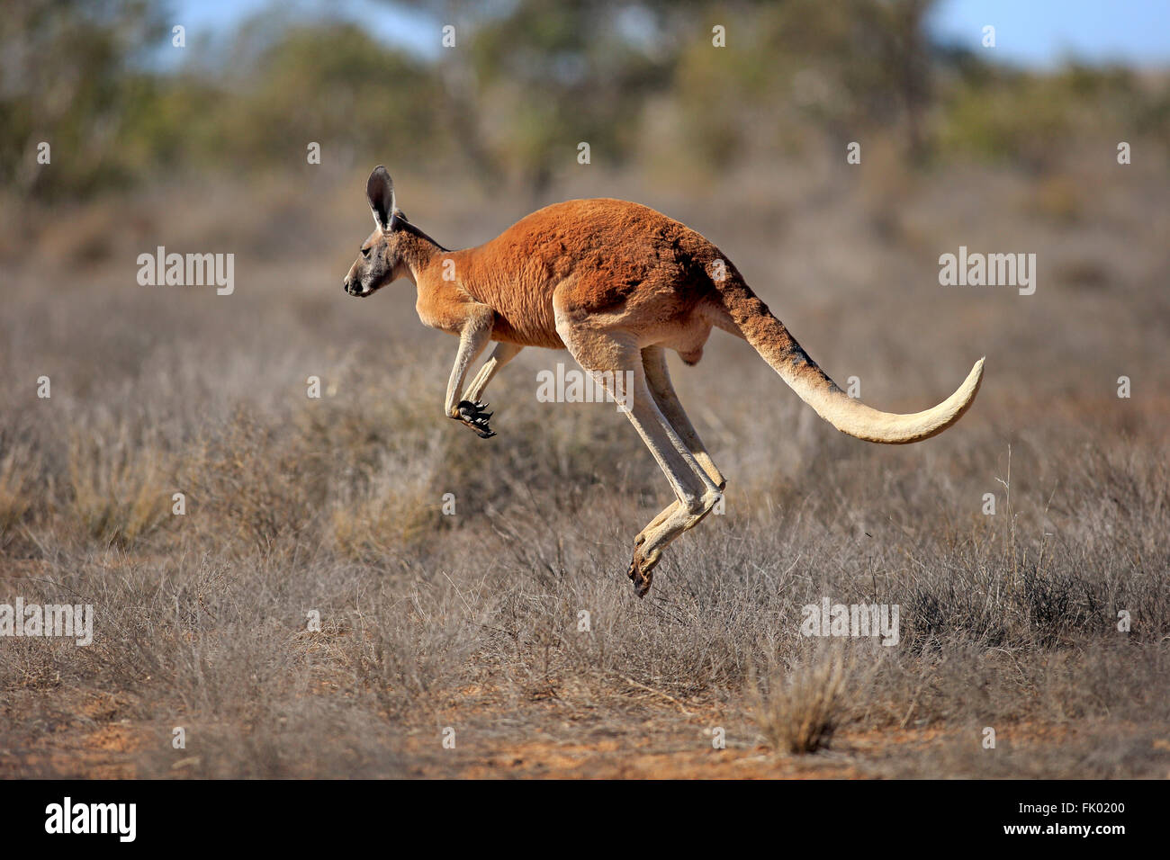 Kangaroo jumping hi-res stock photography and images - Alamy