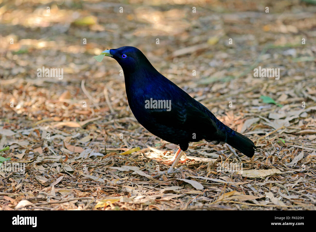 Bowerbirds hi-res stock photography and images - Alamy