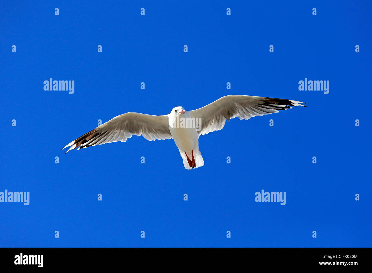 Silver Gull, flying, West Lakes Shore, South Australia, Australia ...