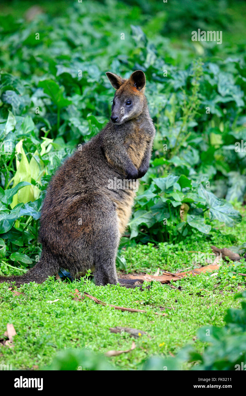 Swamp Wallaby, adult, Wilson Promontory Nationalpark, Victoria ...