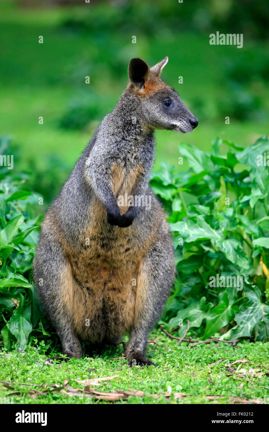 Swamp wallaby hi-res stock photography and images - Alamy