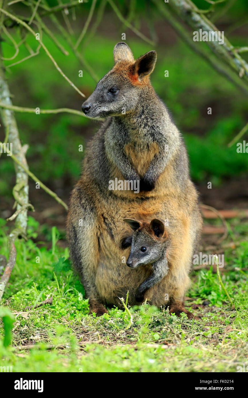 Swamp Wallaby, female with Joey in pouch, Wilson Promontory ...