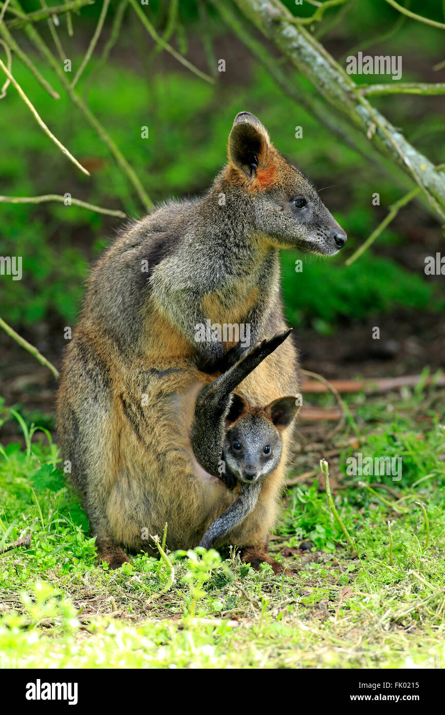 Wallaby in pouch hi-res stock photography and images - Alamy