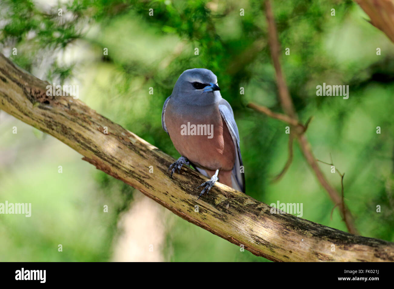 Woodswallow tree hi-res stock photography and images - Alamy