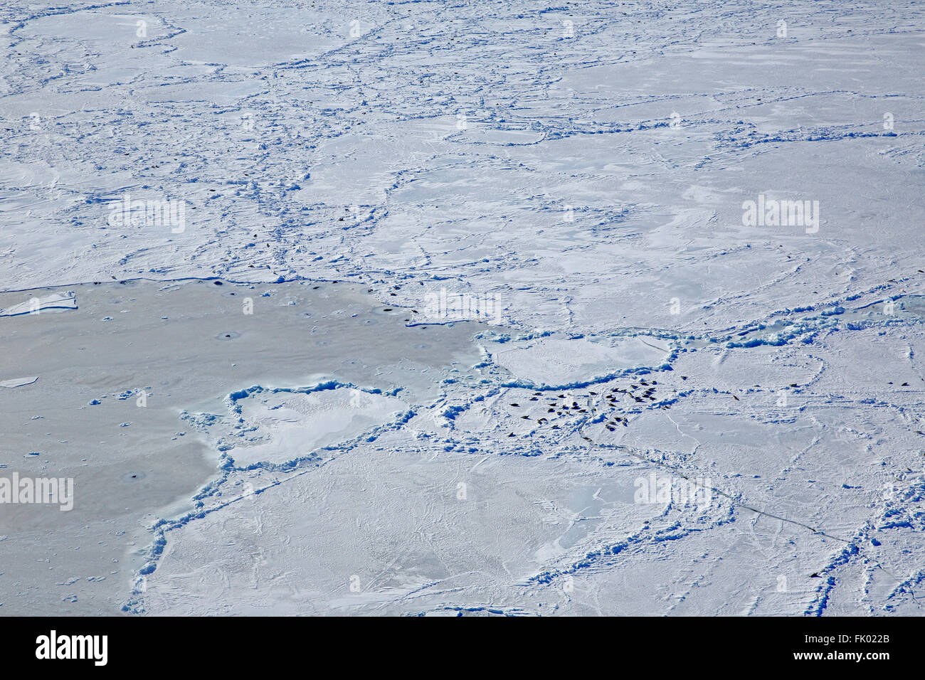 Harp Seal, Colony on Pack Ice, in winter, Magdalen Islands, Gulf of St ...