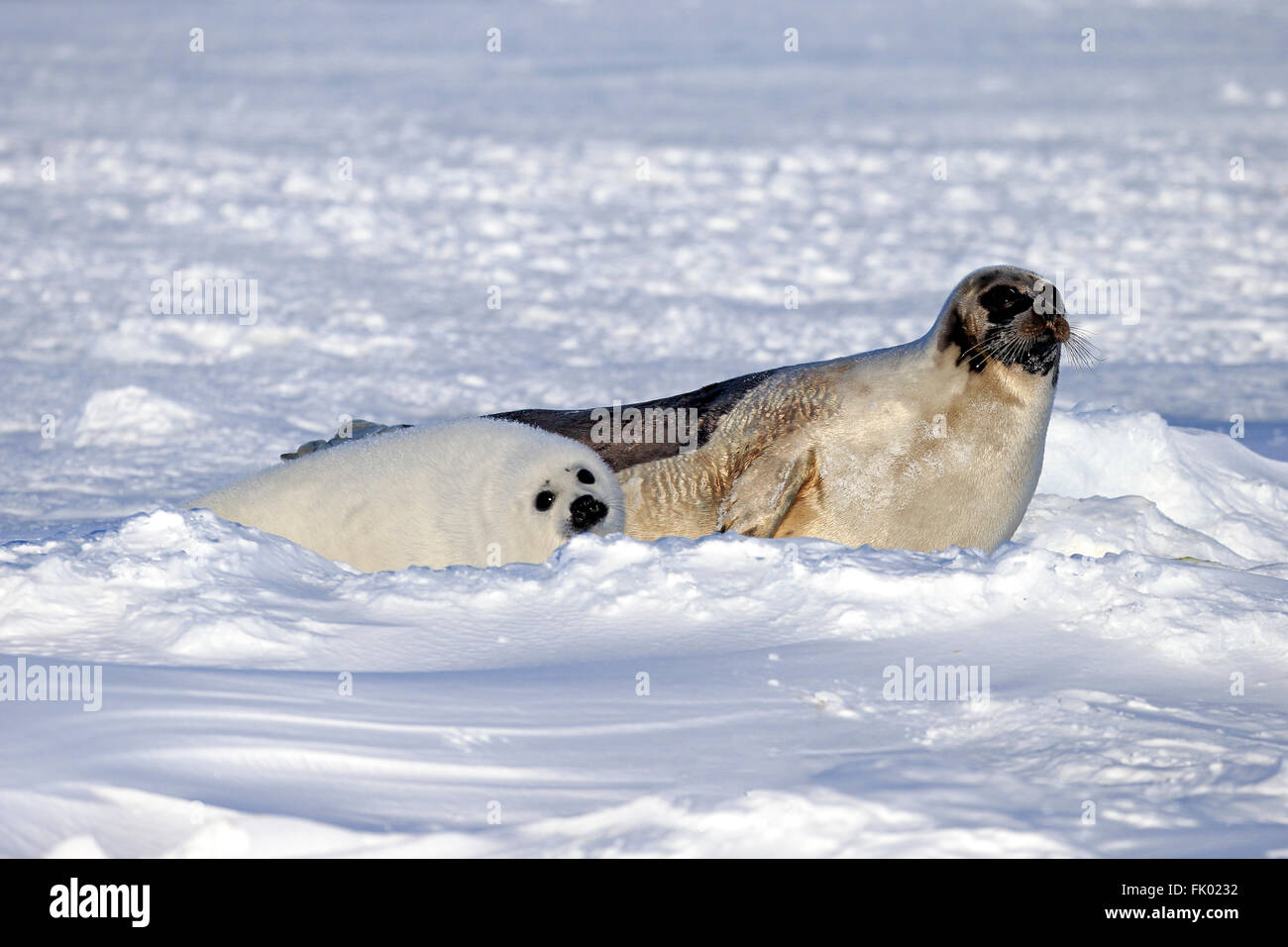 Harp Seal, female with young, on pack ice, Magdalen Islands, Gulf of St ...