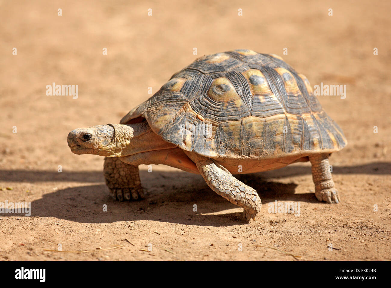 Angulate tortoise, Addo Elephant Nationalpark, Eastern Cape, South ...