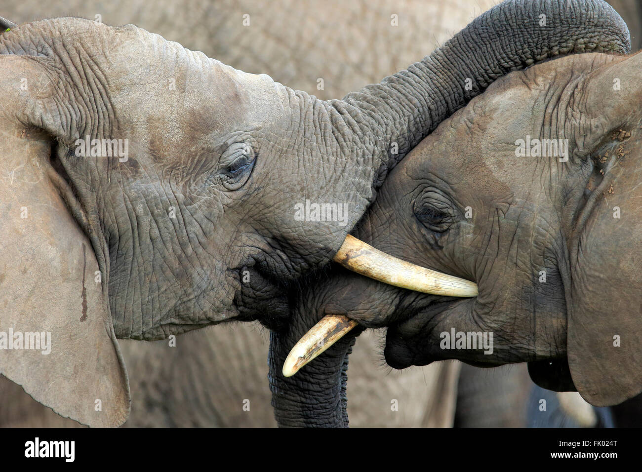 African Elephant, social behaviour, Addo Elephant Nationalpark, Eastern ...