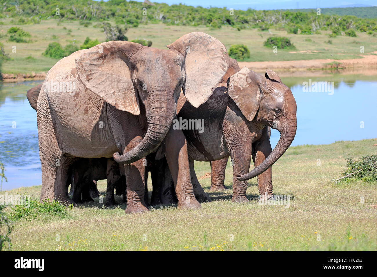 Elephant group hi-res stock photography and images - Alamy