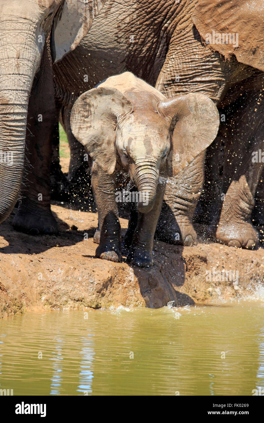 African Elephant, group with youngs, Addo Elephant Nationalpark ...
