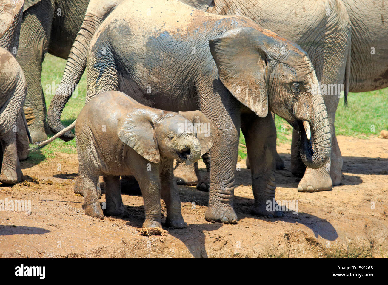 African Elephant, group with youngs, Addo Elephant Nationalpark ...