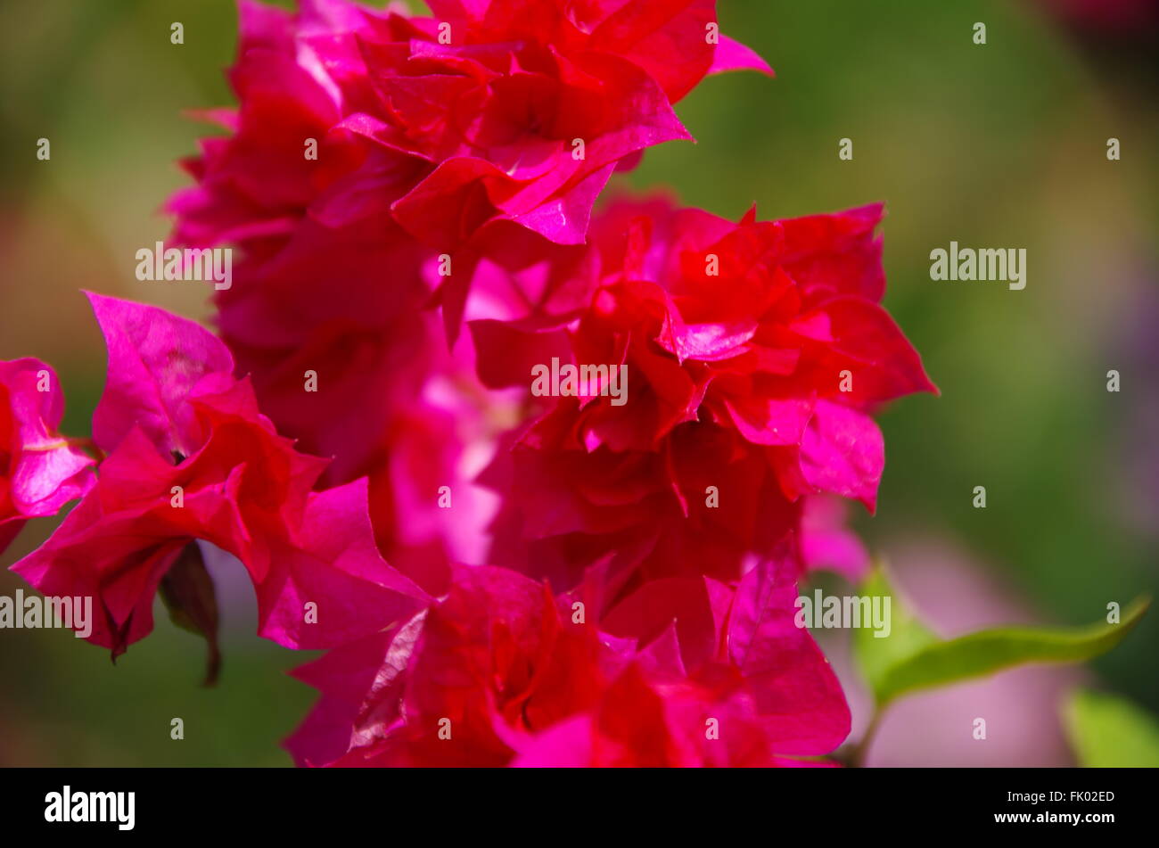 Red flower garden hi-res stock photography and images - Alamy