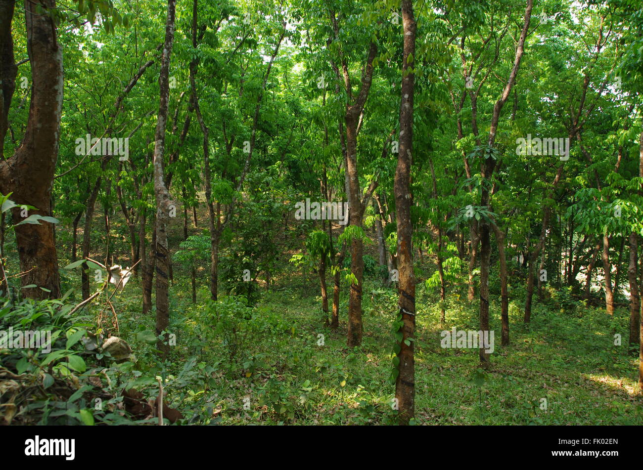 Rubber cultivation hi-res stock photography and images - Alamy