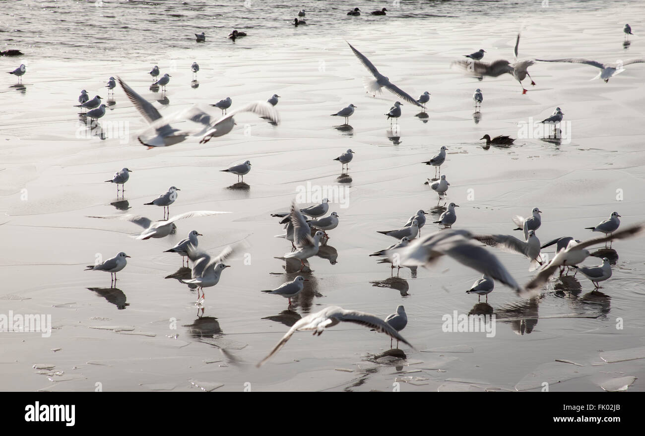 Nottingham birds holme pierpont birds hi-res stock photography and ...
