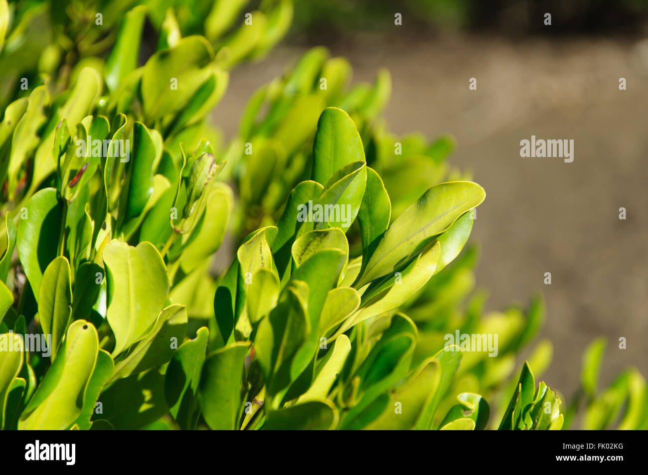 Rhizophora mucronata hi-res stock photography and images - Alamy