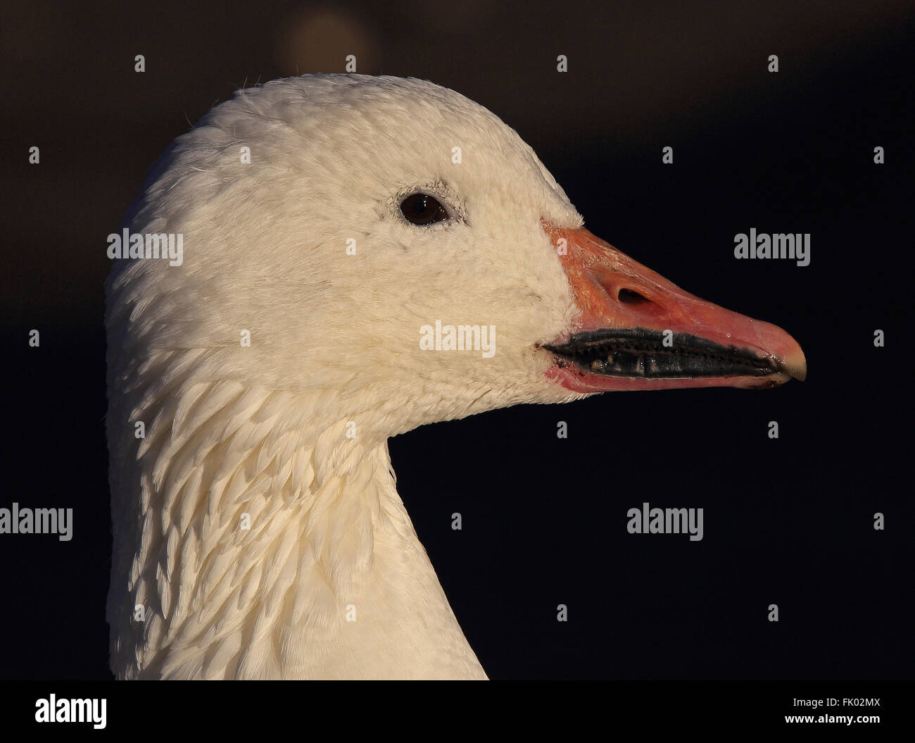 White goose head hi-res stock photography and images - Alamy