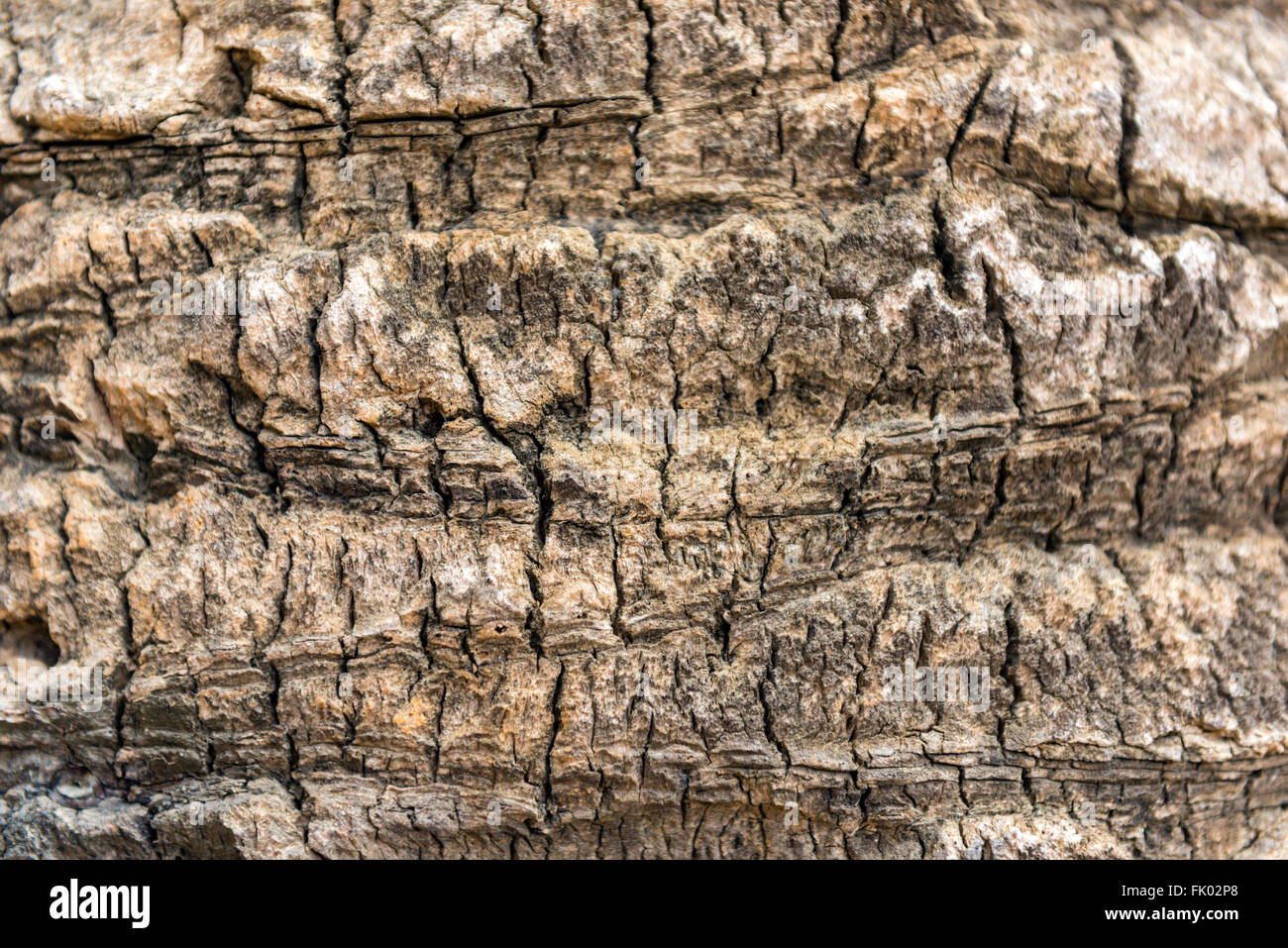 old dry palm tree rind texture close up Stock Photo - Alamy