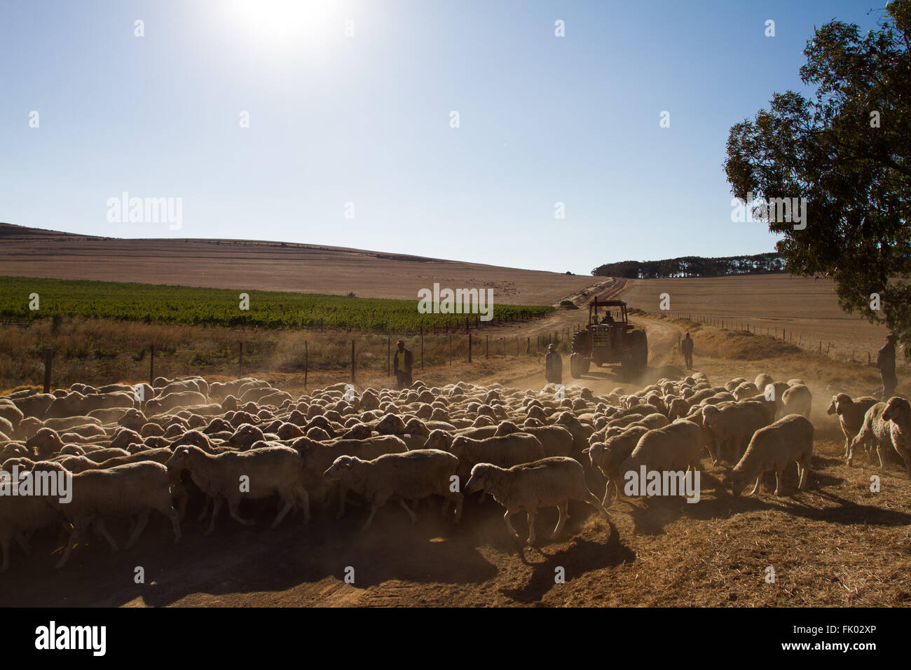 A flock of sheep being taken back to the barn on a farm near ...