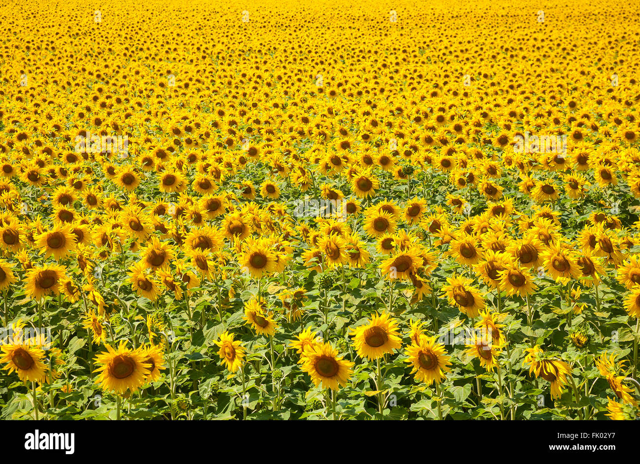 Sunflower field near Meissen, Saxony, Germany Stock Photo - Alamy