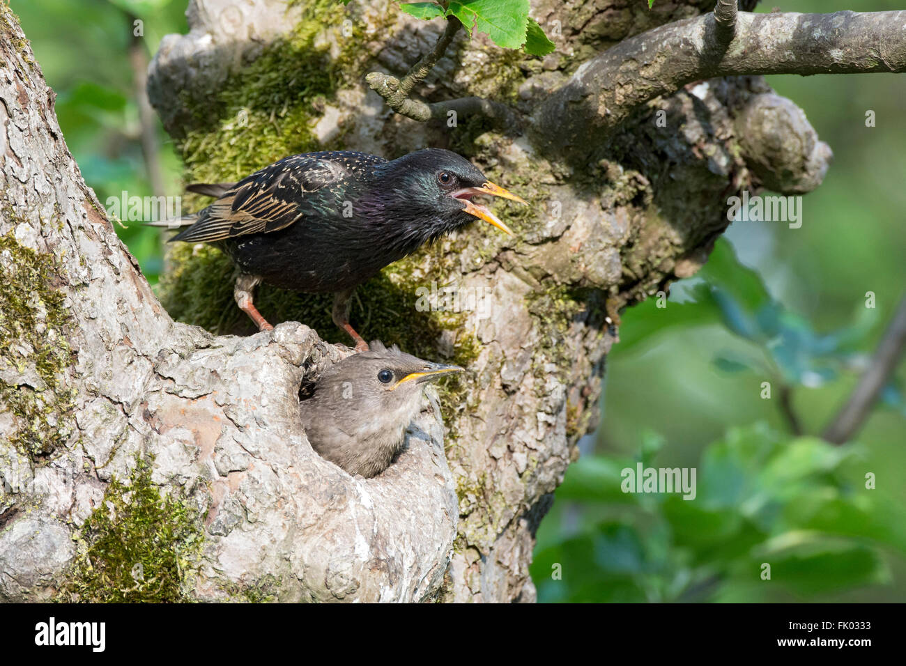 Starling (Sturnus vulgaris), young bird peeking out of the breeding ...