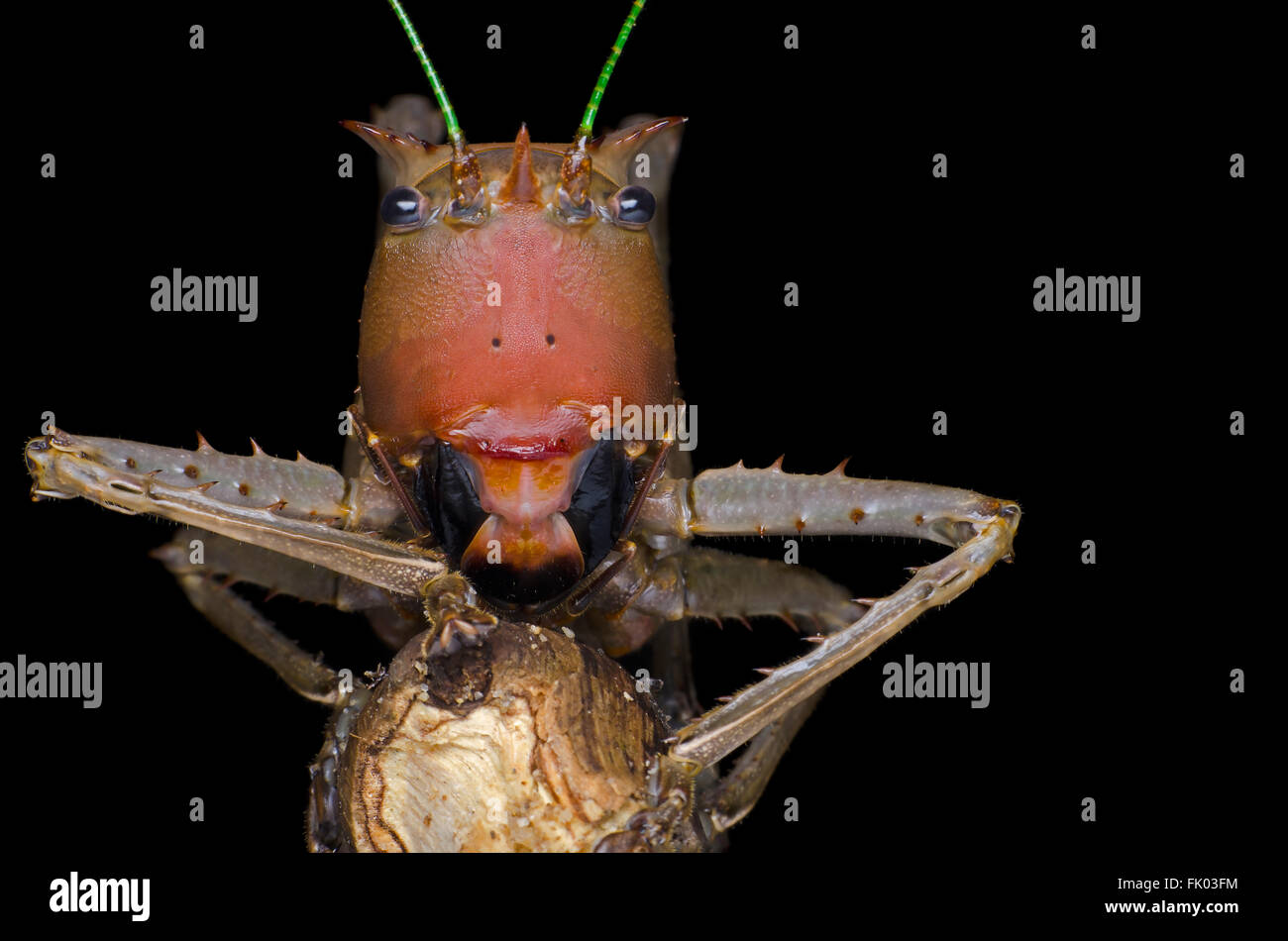 Dragon headed katydid. selangor malaysia Stock Photo - Alamy