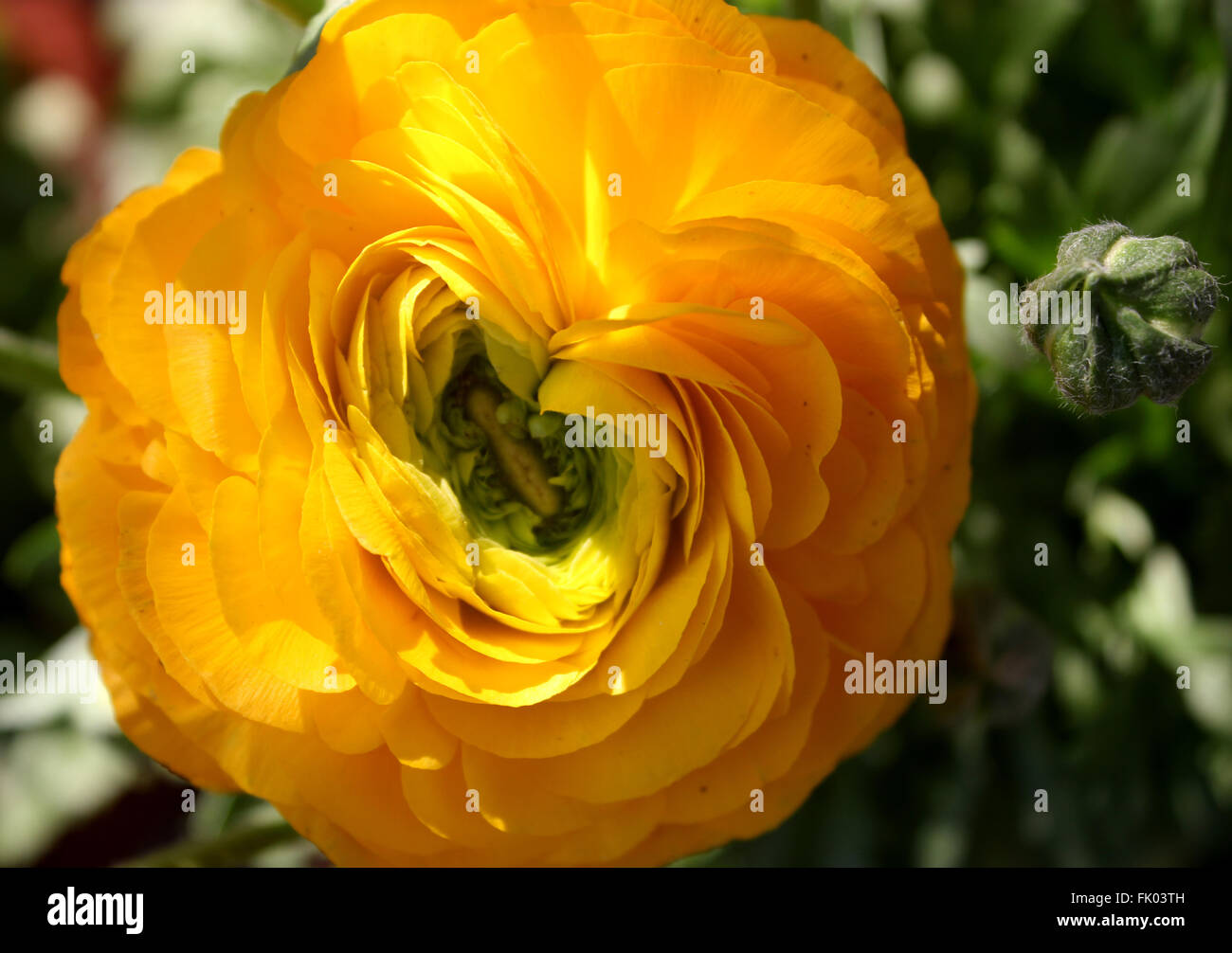 Ranunculus asiaticus, Persian buttercup, family Ranunculaceae, popular ...